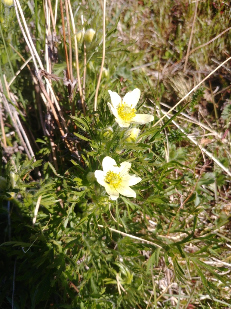 Cutleaf Anemone from Última Esperanza, CL-MA, CL on November 11, 2019 ...