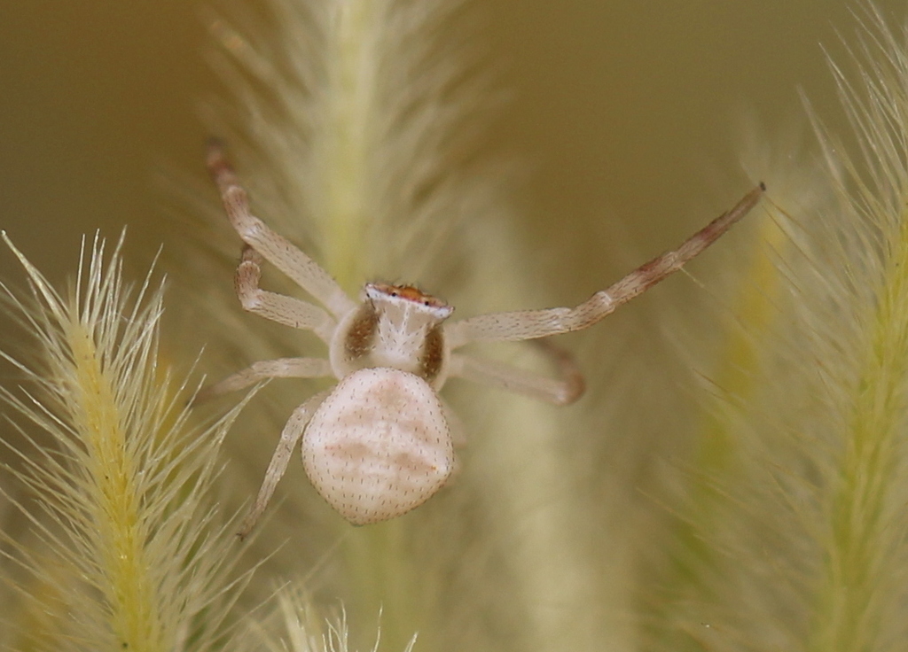 Flower Crab Spiders from Kirstenbosch, Wynberg NU (2), Cape Town, 7824 ...