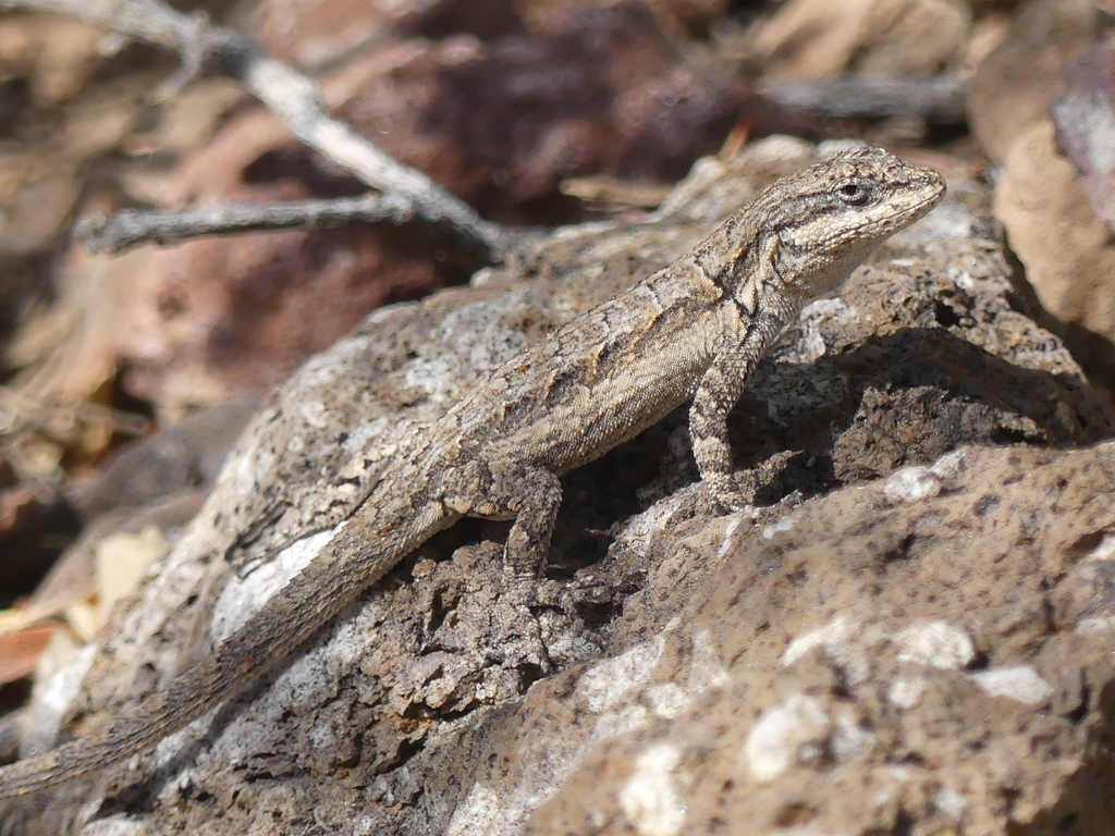 Ornate Tree Lizard from Comté de Pima, Arizona, États-Unis on October ...