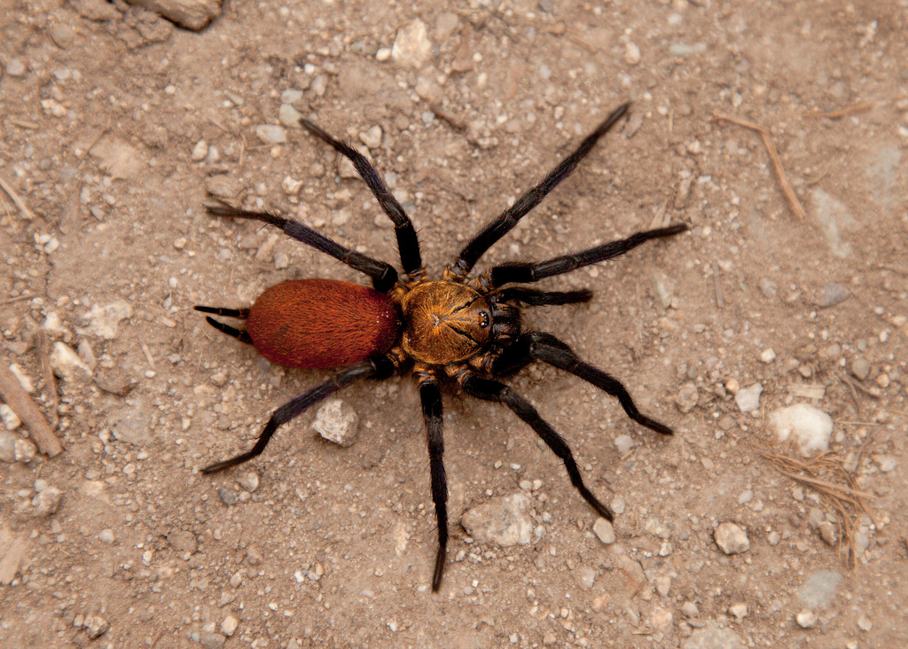 Linothele uniformis from Urubamba Province, Peru,Wayllabamba on April ...