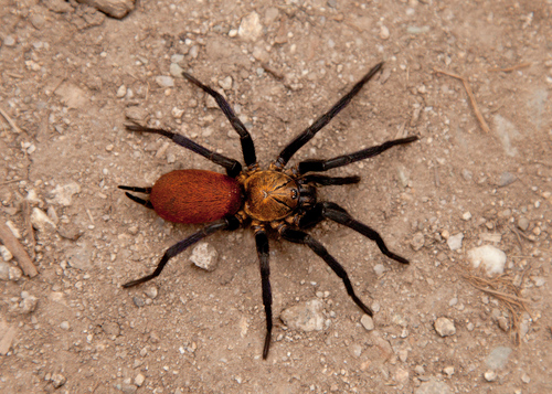 Genus Linothele · iNaturalist United Kingdom