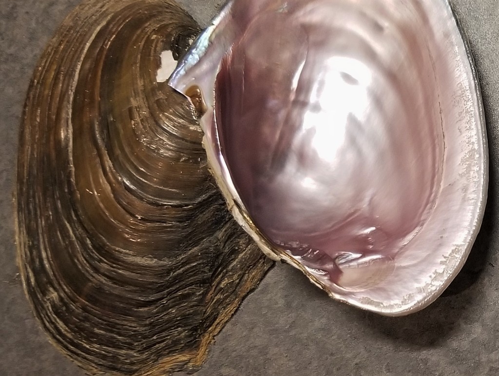 Potamilus from Oldham County, KY, USA on October 18, 2019 at 02:12 PM ...