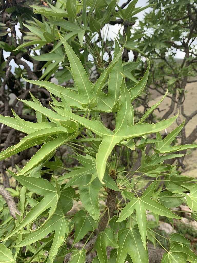 Five-Finger Tree (Plants of the Matopos) · iNaturalist