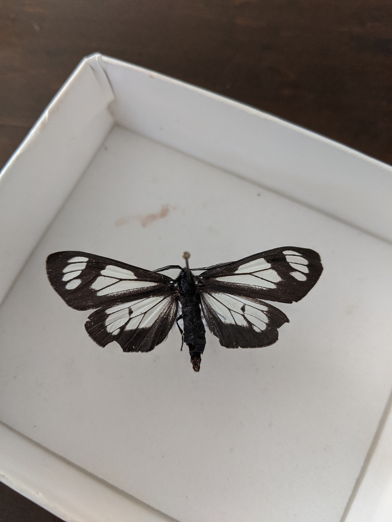 Police Car Moth from Cache County, UT, USA on July 19, 2015 by Dave ...