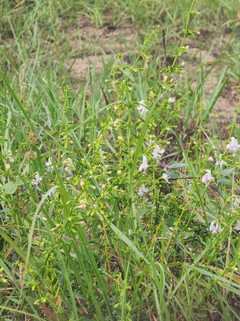 blushing scrub balm in September 2025 by dakoda. In a cow pasture ...