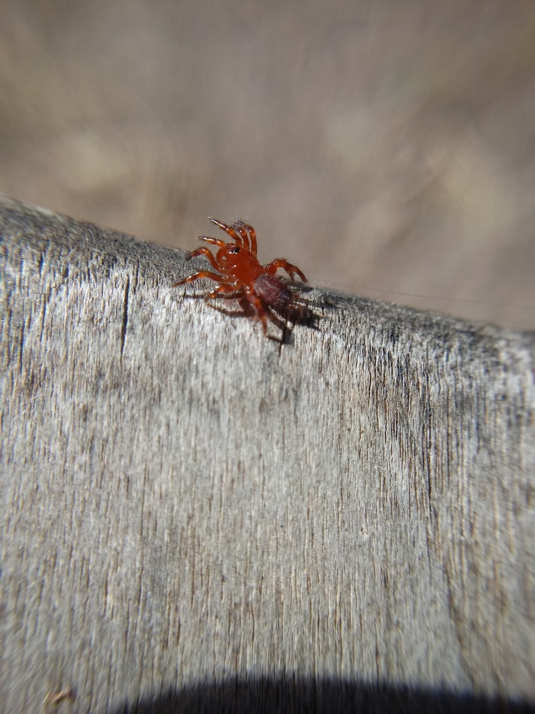 Ummidia from Mercedes, TX, USA on November 16, 2019 at 12:14 PM by ...