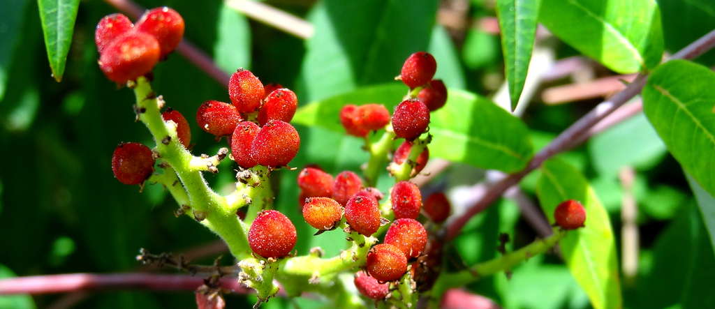 cashew family (Anacardiaceae) - Botanical Realm