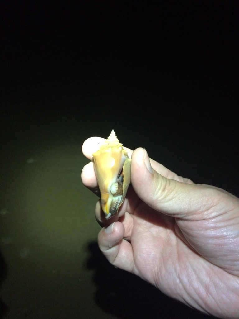 Eastern Pacific fighting conch from Océano Pacífico, San Luis Gonzaga ...