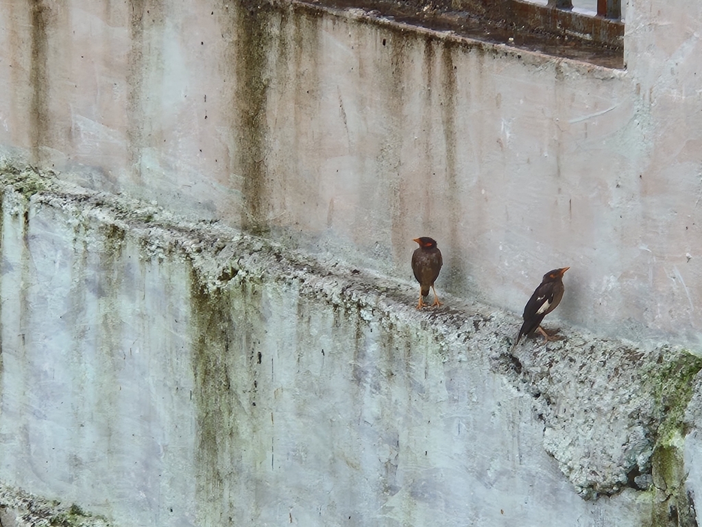Bank Myna from 207, Mustafa Nagar, Ravalvadi, Bhuj, Gujarat 370001 ...