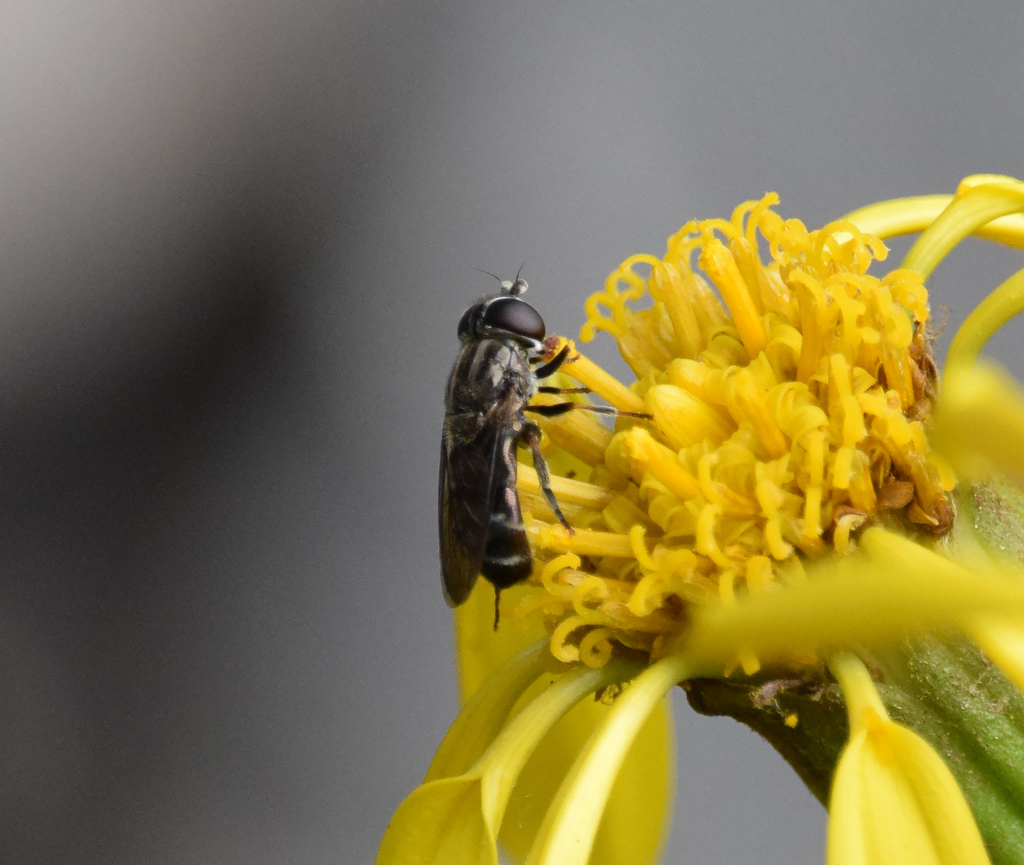 Eumerus hispidus (Madeira Hoverflies) · iNaturalist