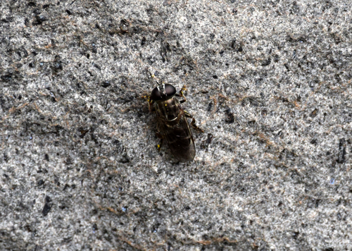 Eumerus hispidus (Madeira Hoverflies) · iNaturalist