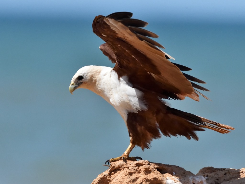 Australasian brahminy kite from Port Hedland WA, Australia on September ...