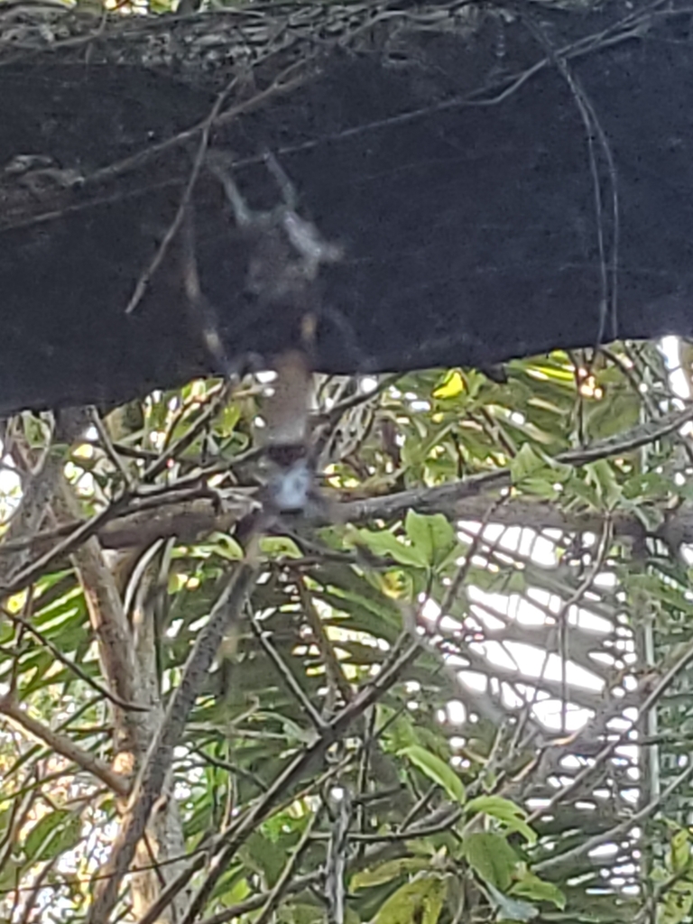 Golden Silk Spider from Birch Park Finger Streets, Fort Lauderdale, FL ...