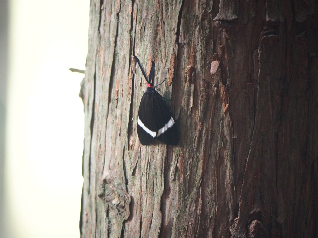 Pidorus atratus from Japan, 〒606-0000 Kyoto, Sakyo Ward, Ichijōji ...