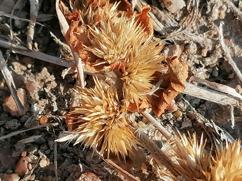 creeping chaffweed from Maruleng, South Africa on September 8, 2025 at ...