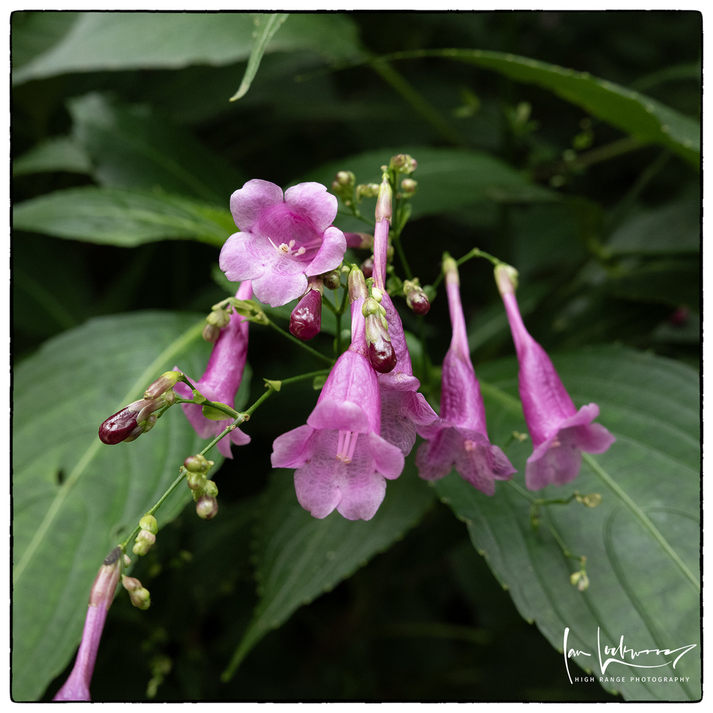 Chinese Rain Bell from Central Highlands (around Hatton), Sri Lanka on ...