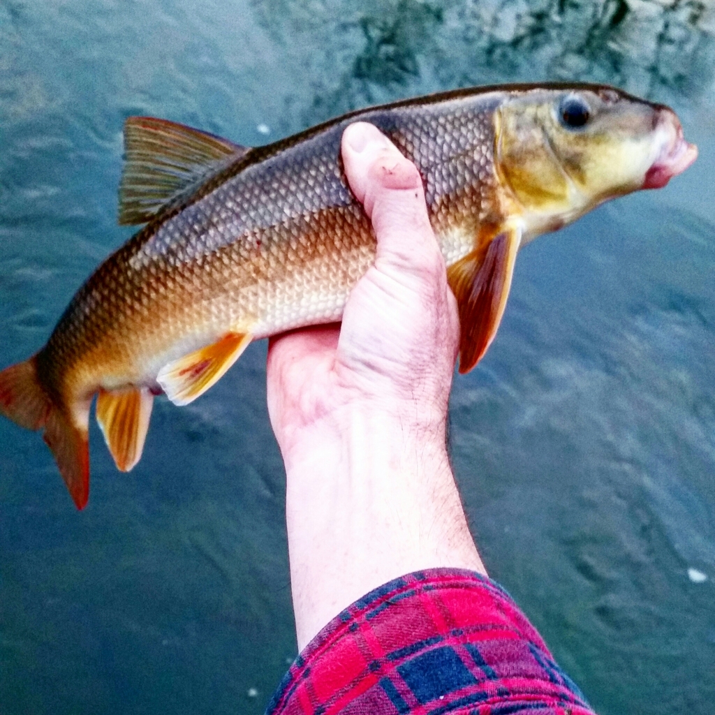 White Sucker from Baltimore County, US-MD, US on April 30, 2018 at 04: ...