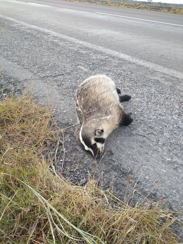 American Badger from Sabinas, Coah., México on November 16, 2019 at 02: ...