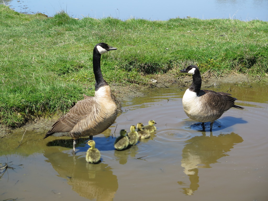 Canada Goose (Branta canadensis) - Avian Discovery