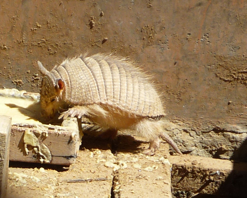 Screaming Hairy Armadillo (Chaetophractus vellerosus) · iNaturalist