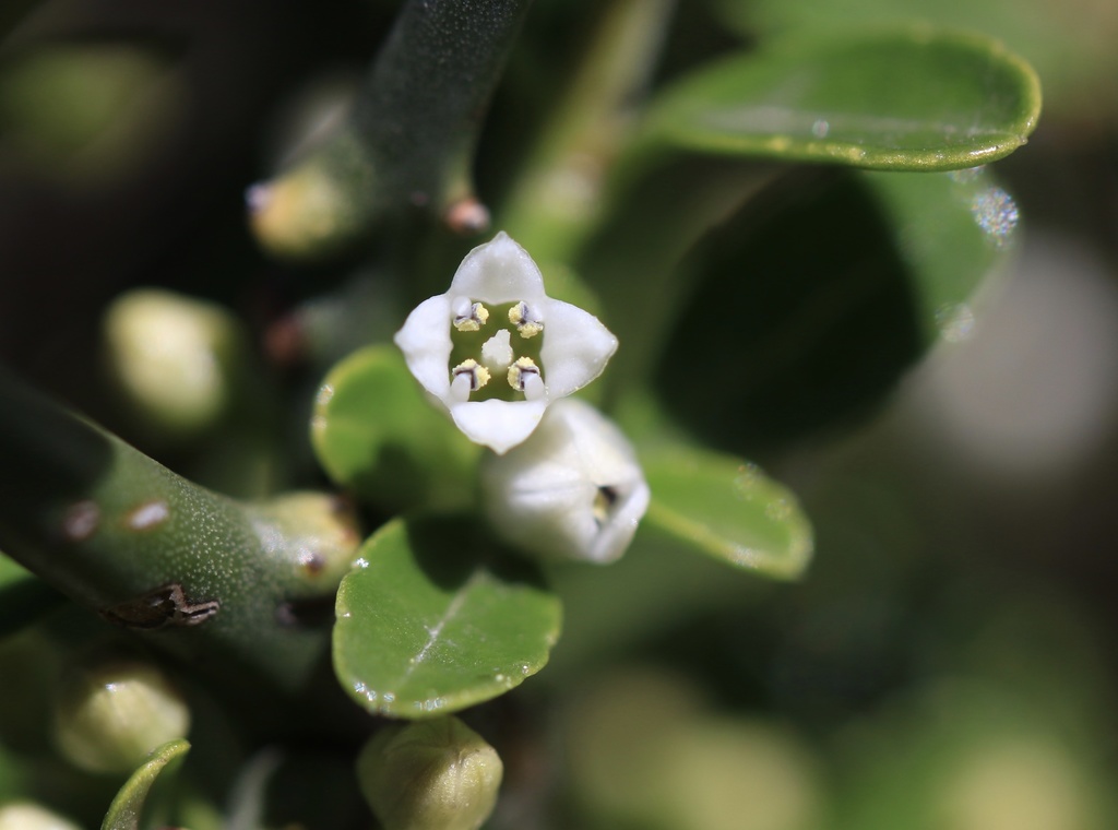 (Discaria chacaye) - Botanical Realm