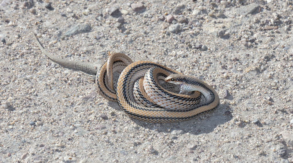 Big Bend Patch-nosed Snake in September 2025 by Stephen Cresswell ...