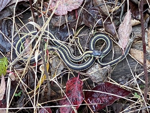 Puget Sound Garter Snake (Thamnophis sirtalis pickeringii) - Snakes and ...