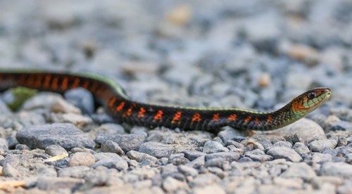 Red-spotted Garter Snake (Thamnophis sirtalis concinnus) - Snakes and ...