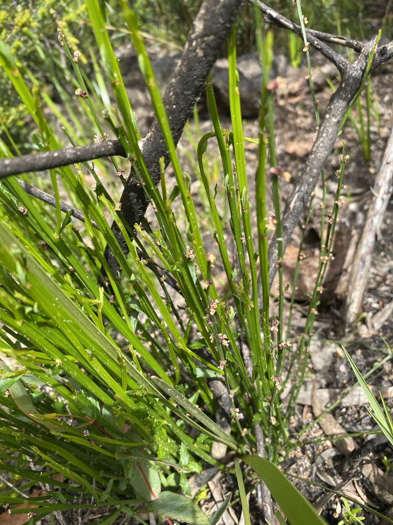 Broom Spurge from Colac-Otway - South, AU-VI, AU on November 17, 2019 ...