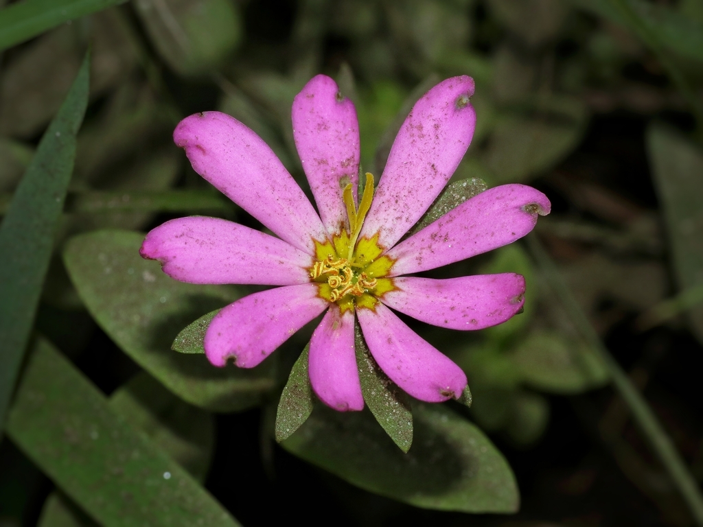 Sabatia dodecandra foliosa from Baldwin County, AL, USA on August 17 ...