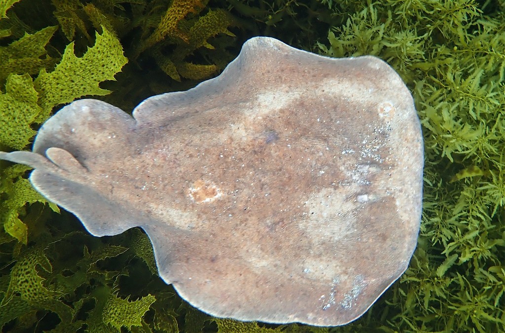 Coffin Ray (Hypnos monopterygius) - Marine Life Identification