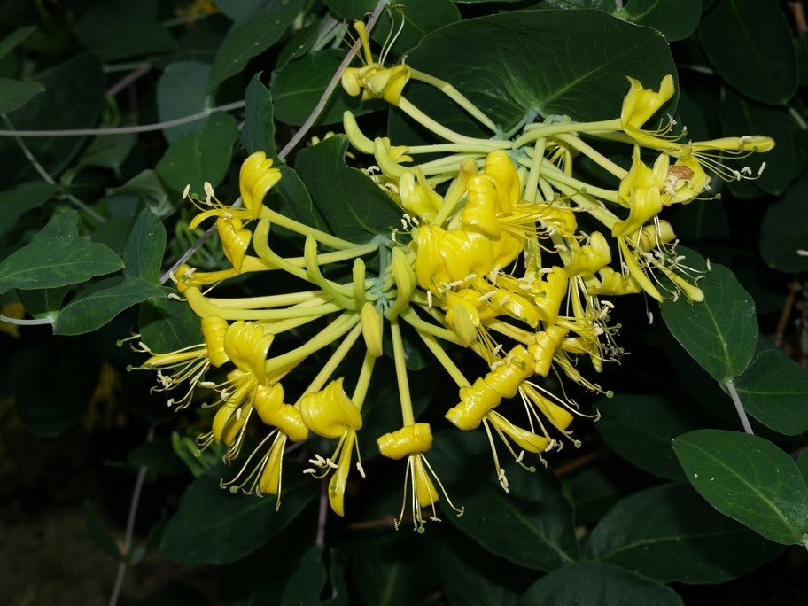 honeysuckle family (Valerianaceae (Valerian) of the Pacific Northwest ...