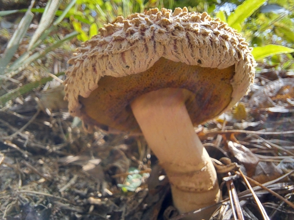 Pineapple Bolete from Whitesburg, GA 30185, USA on September 8, 2025 at ...