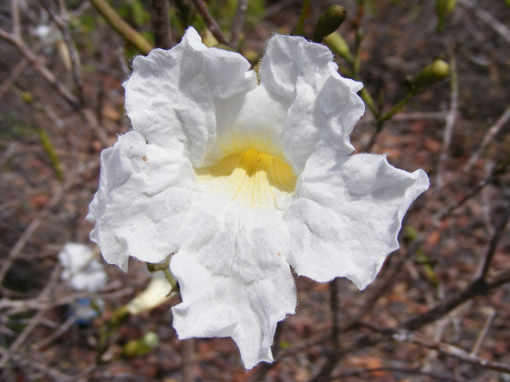 Trumpet trees (Tabebuia) - Botanical Realm