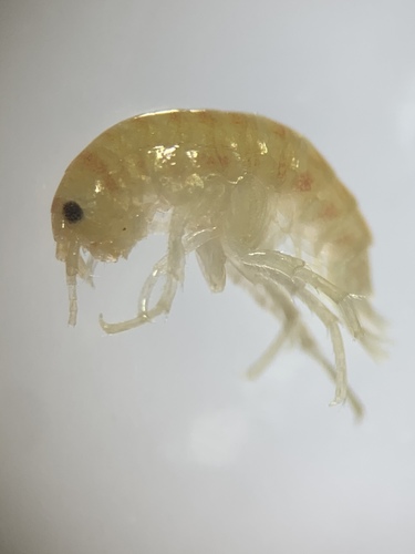 Anfípodos (Hyalella)