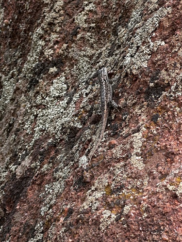 Prairie Lizard (Sceloporus consobrinus) - Snakes and Lizards