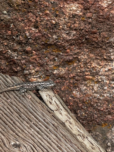 Prairie Lizard (Sceloporus consobrinus) - Snakes and Lizards