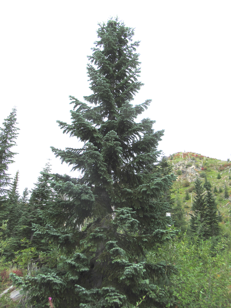 Pacific silver fir (Handbook for the Native Trees of Oregon) · iNaturalist