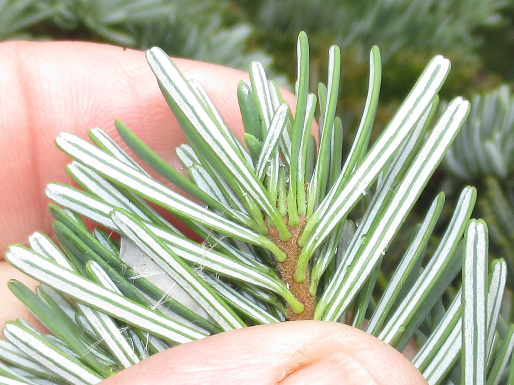 Pacific silver fir (Handbook for the Native Trees of Oregon) · iNaturalist