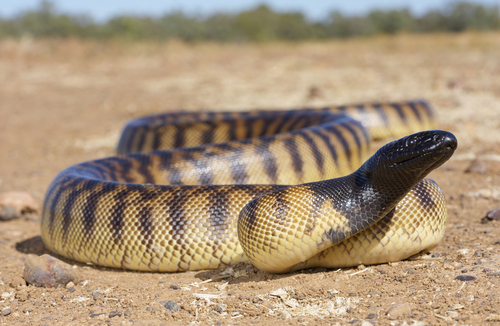 Shield-bearing Pythons (Aspidites) - Snakes and Lizards
