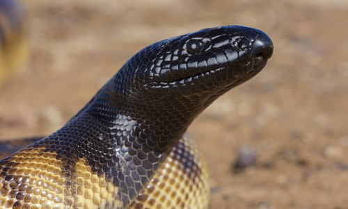 Shield-bearing Pythons (Aspidites) - Snakes and Lizards