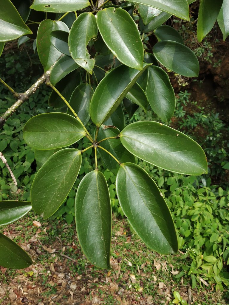 Miniature umbrella tree from Parpoli, Maharashtra, India on November 11 ...