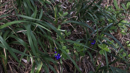 beach flax lily (Dianella congesta) · iNaturalist