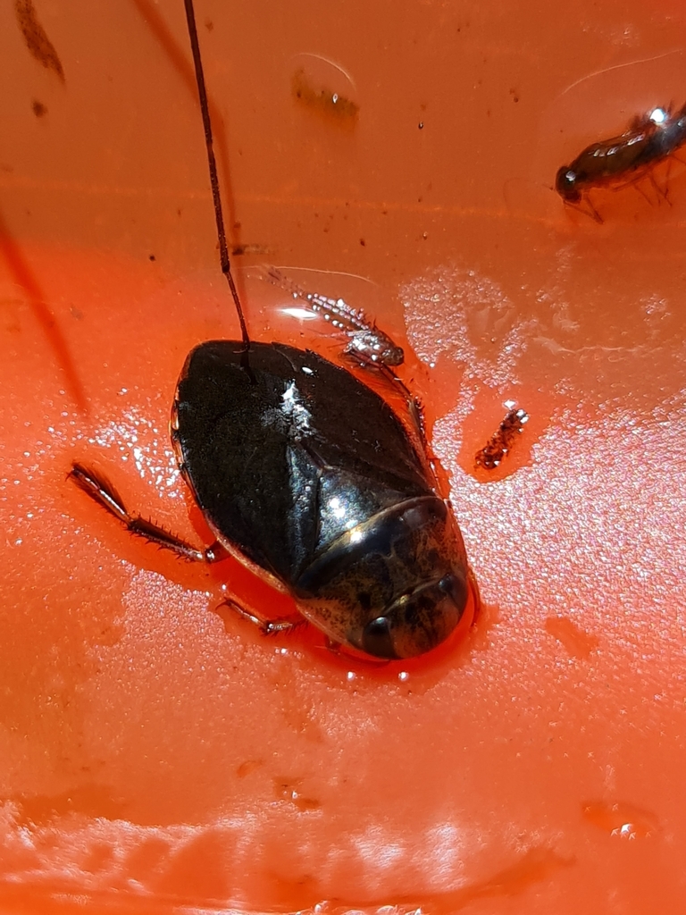 Eurasian Saucer Bug in September 2025 by André Apel · iNaturalist