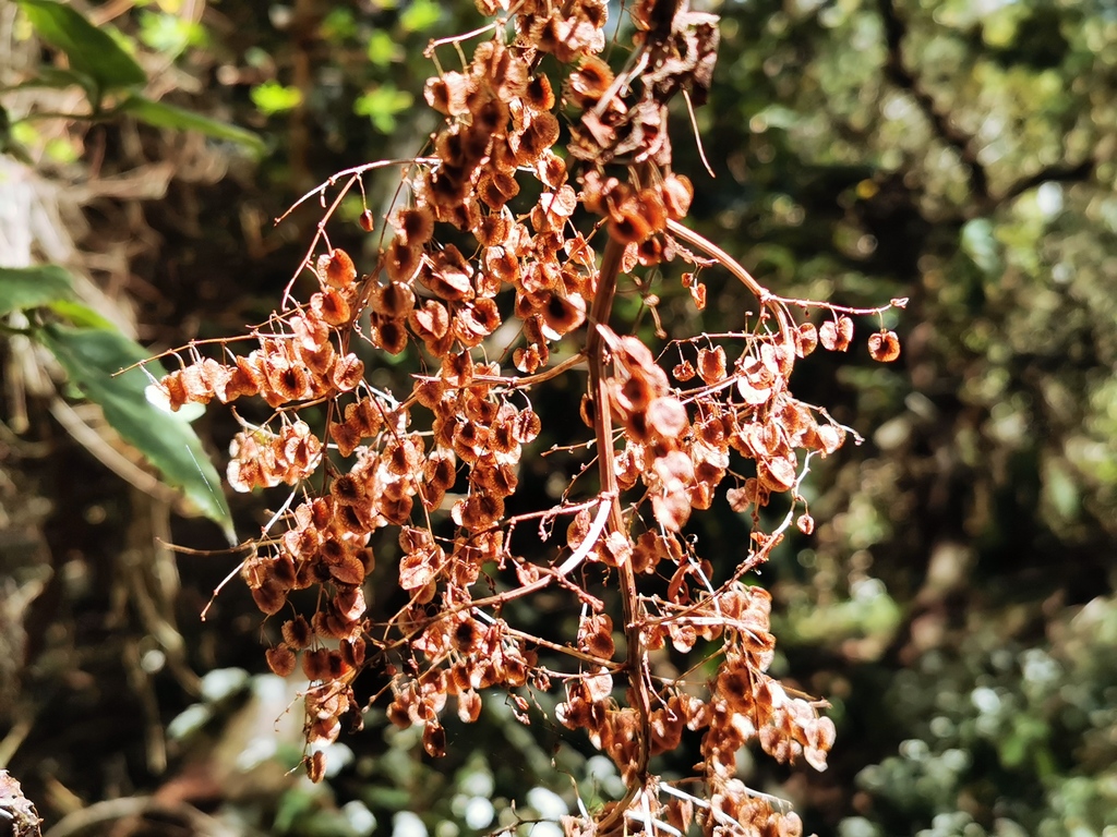 Ethiopian Dock (Rumex abyssinicus) - Botanical Realm