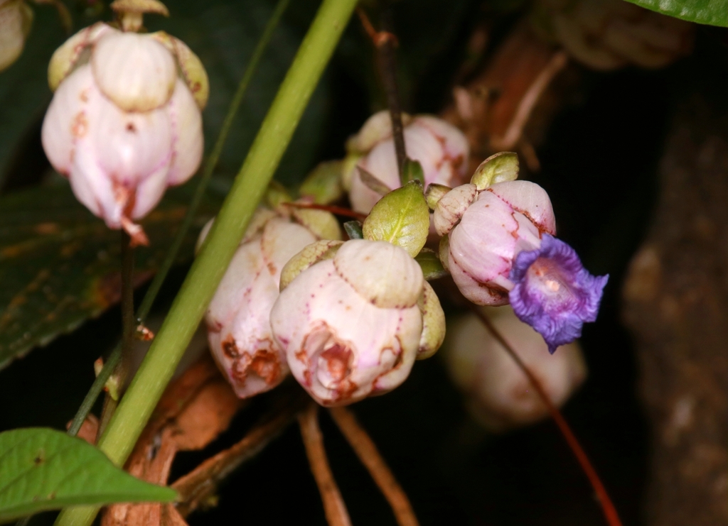 Strobilanthes lupulina from Makeli Ella, Kelinkanda on September 8 ...