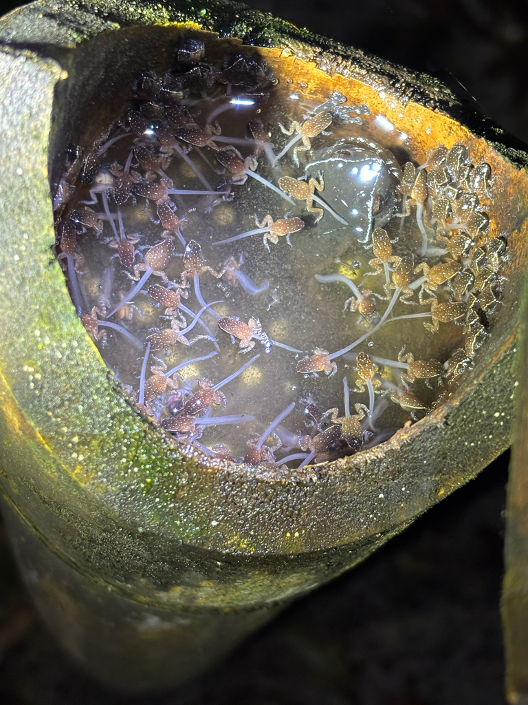 Digging Frogs from Toamasina, MG on September 7, 2025 at 07:24 PM by ...