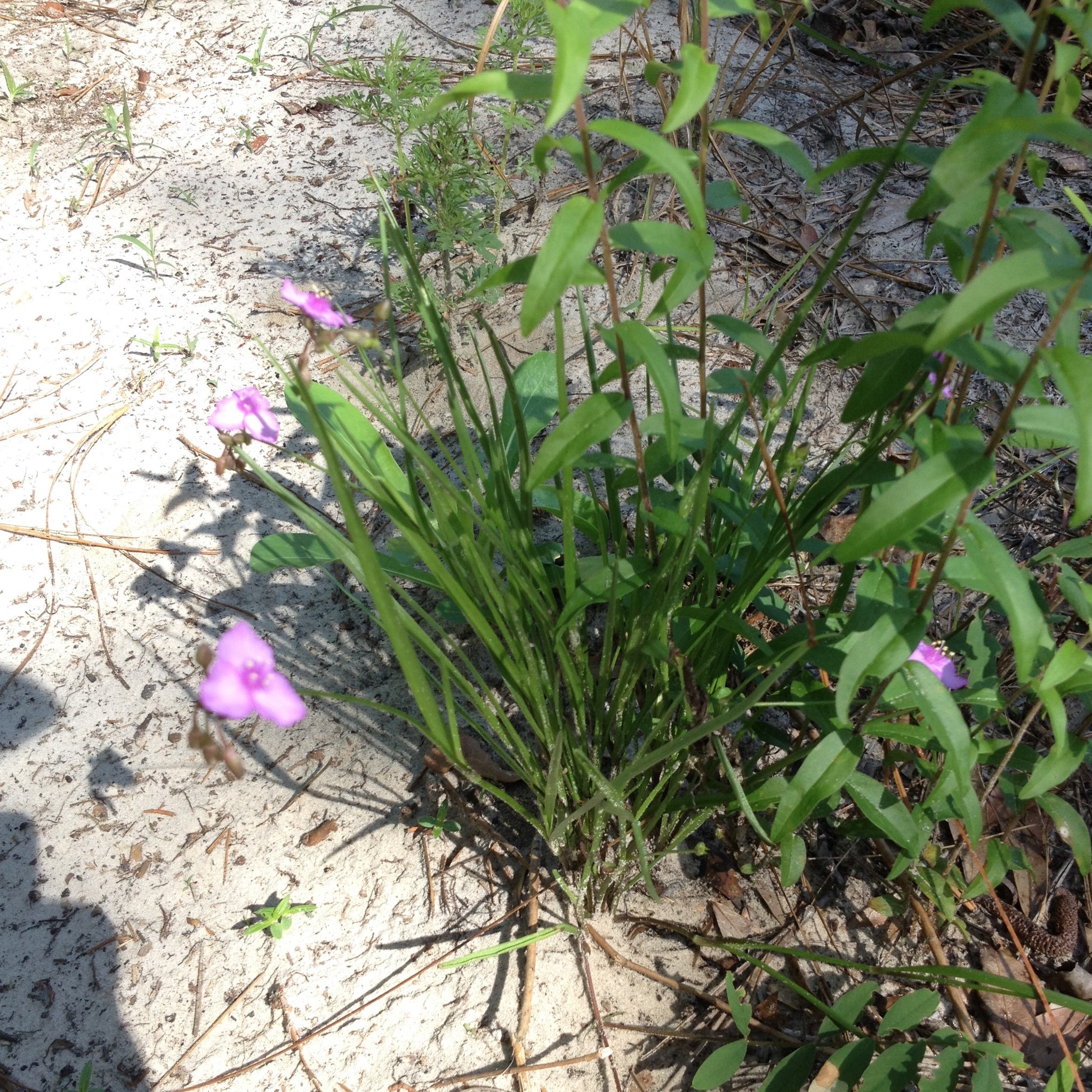 Callisia rosea (Vent.) D.R.Hunt