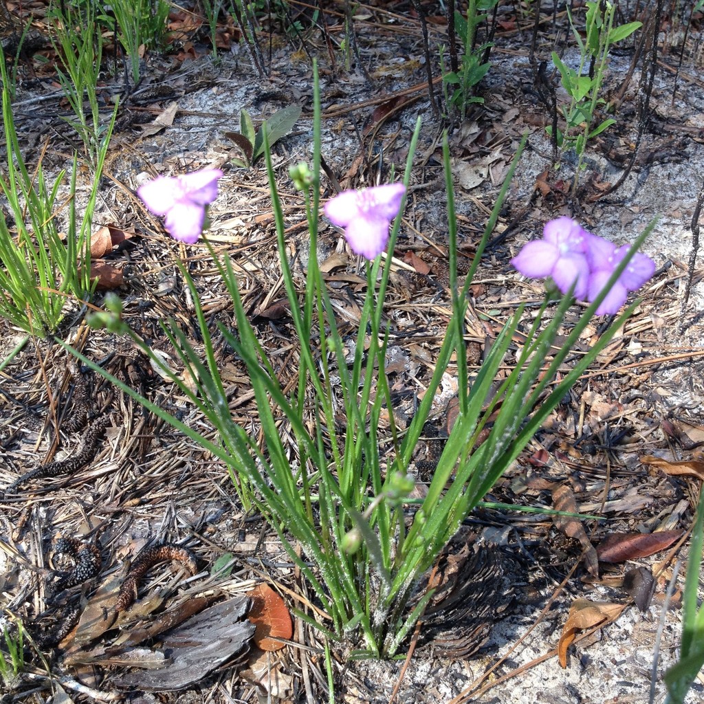 common roseling from Southside, Jacksonville, FL, USA on June 5, 2016 ...