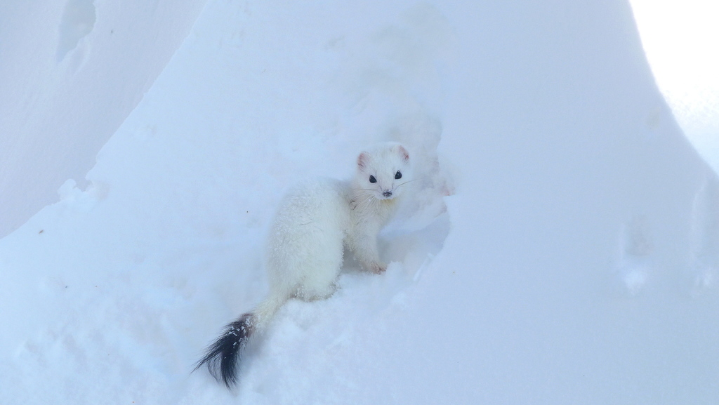 Ermine (Mammals of Killbear Provincial Park ) · iNaturalist